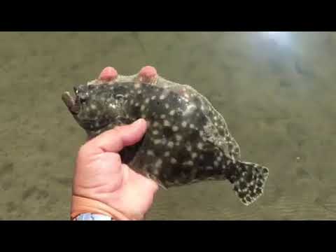 Baby Flounder