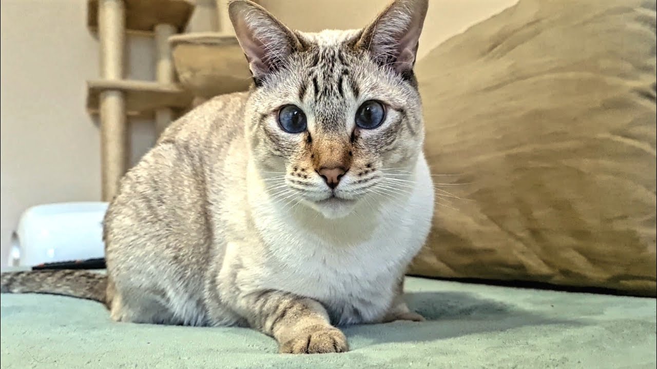 Close up of a cat hunting | Blue-eyed Lynx point Siamese cat following ...