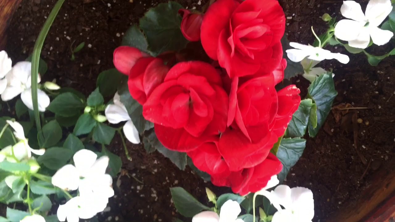 flowers 🌺 - YouTube