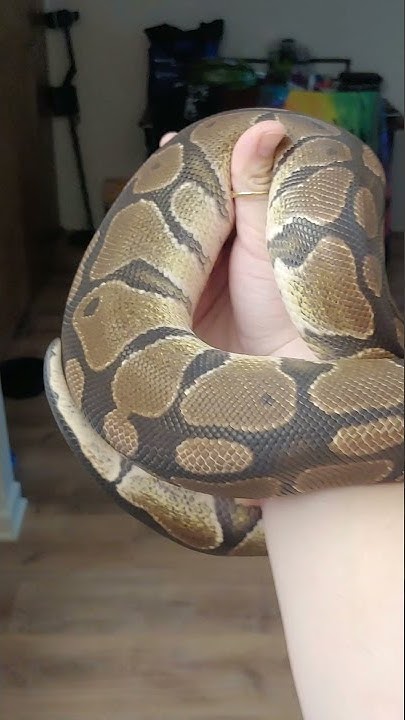 Normal Ball Python - YouTube