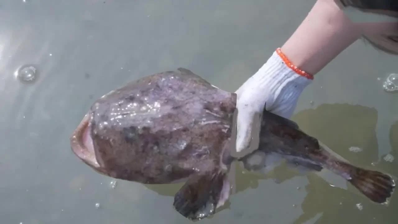 The Snakehead Fish, Which Is a Cross Between A Fish And A Snake ...