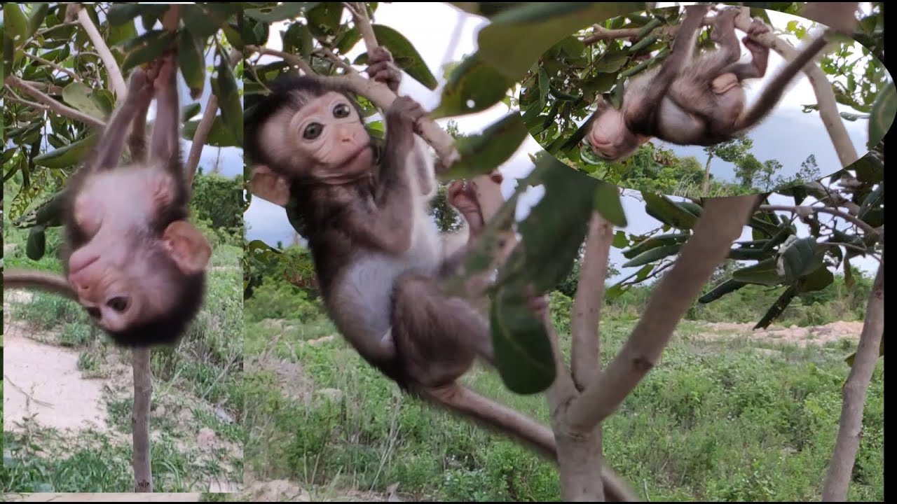 Lovely Monkey baby MoMo try to climb on the tree by him self and feel ...