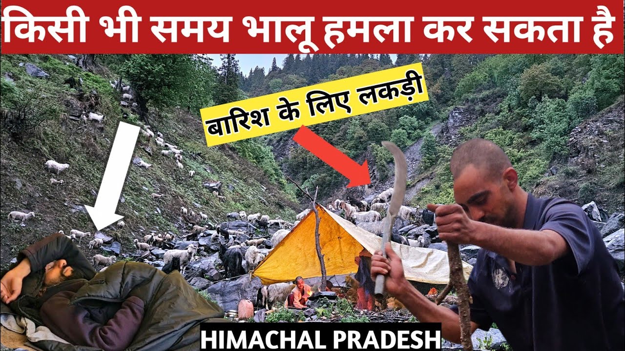 Forest🌲Rain Camping With Nomadic Gujjar Shepherd's. भालू कहीं से भी आ ...