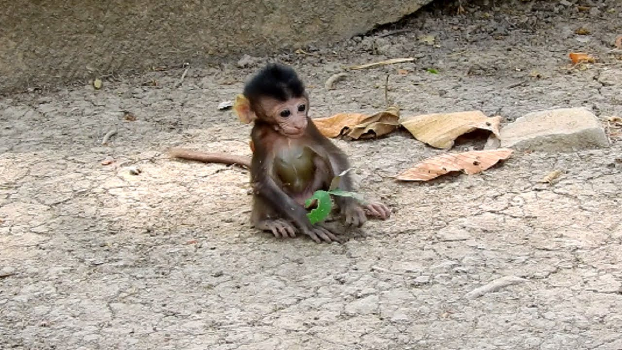 Oooh! What's Tiny Baby Monkey! Why Ada So little Baby Monkey Like this ...