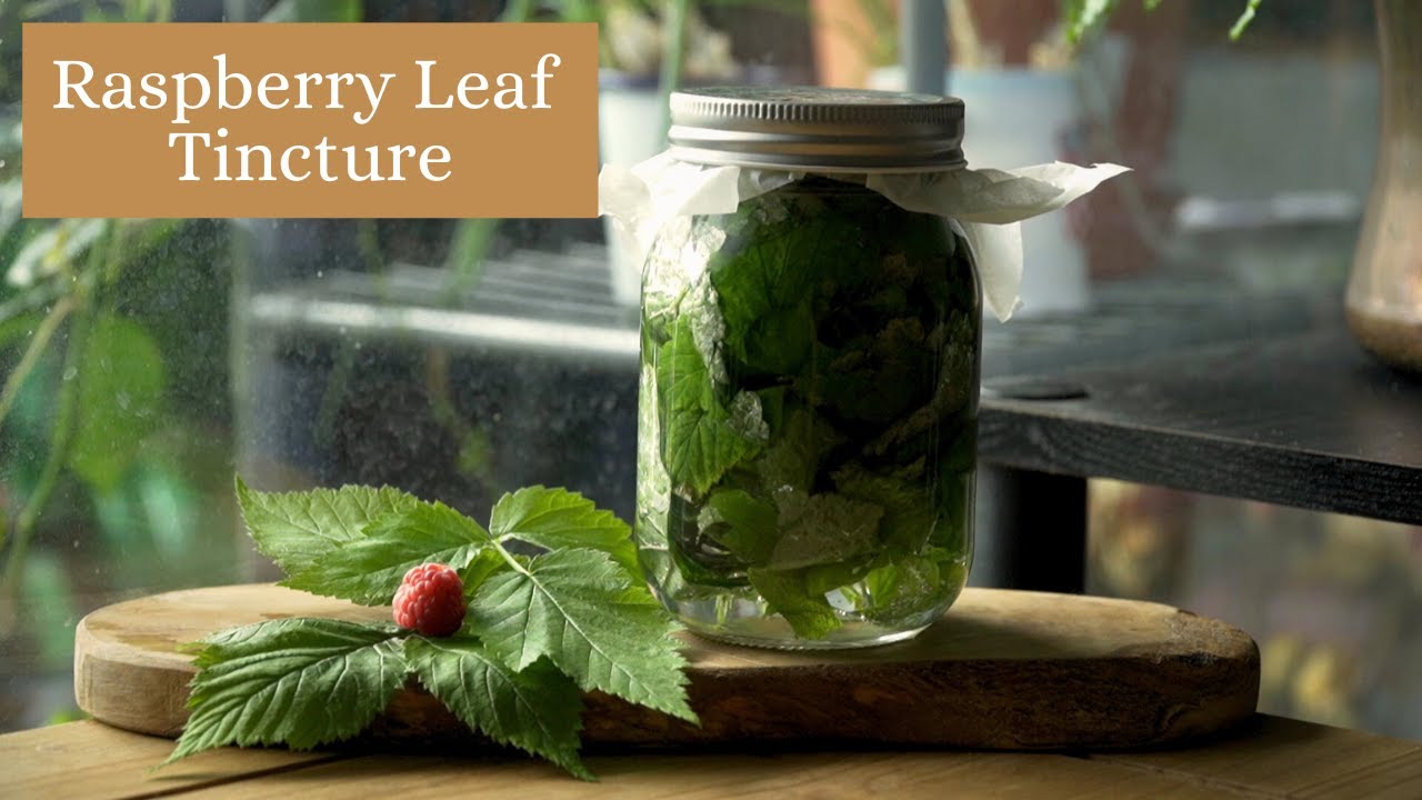 How to Make Raspberry Leaf Tincture | Women's Herbal Home Remedies ...