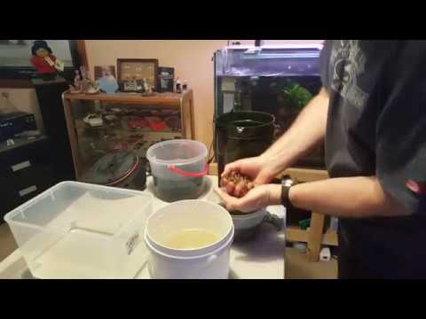 Camallanus worms Part 1 - YouTube