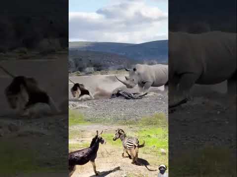 OH MY GOD! PERSETERUAN ANTARA BADAK, SINGA, KELEDAI, DAN ZEBRA #animals #shorts