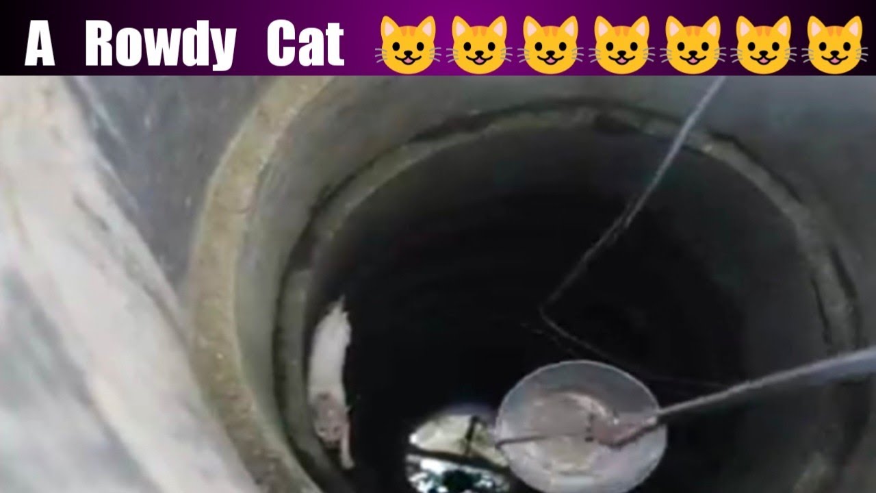 A Rowdy Cat😺😺 😺 - YouTube