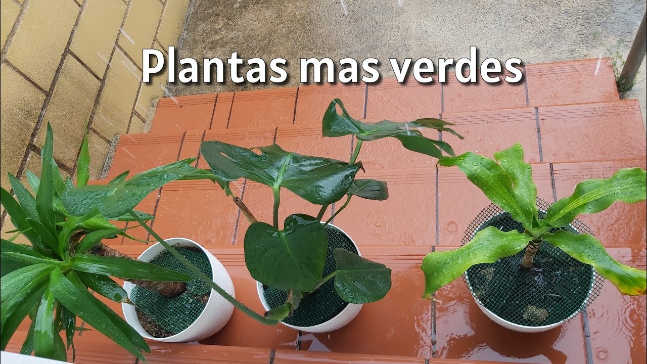 Riega tus plantas asì y crecerán más!! - YouTube