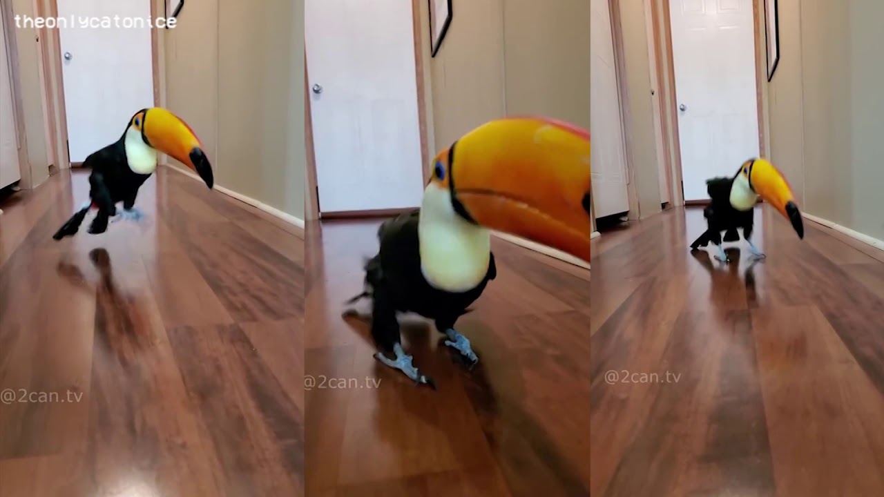 Mr. Toucan - YouTube