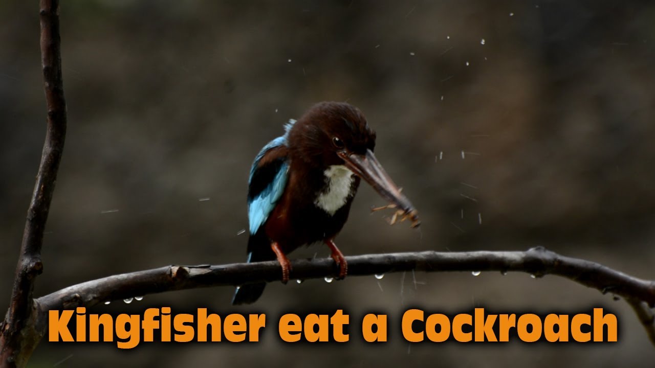 White Throated Kingfisher eat a cockroach | Sri Lanka | Wild SB - YouTube