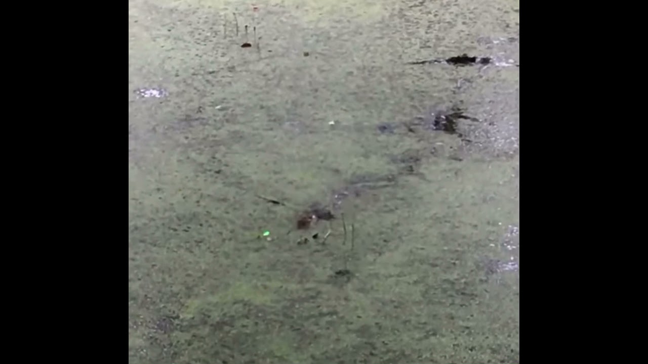 Alligator Chasing Laser Pointer - YouTube