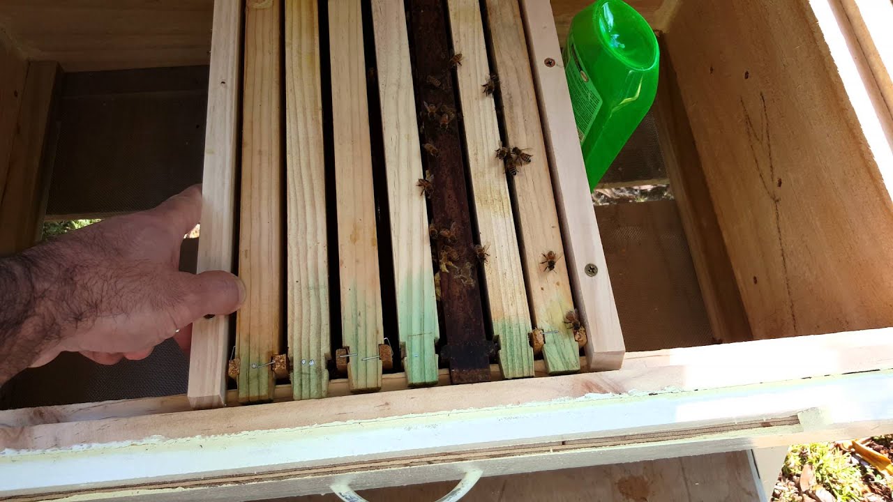 Top bar hive and long bar hives - YouTube
