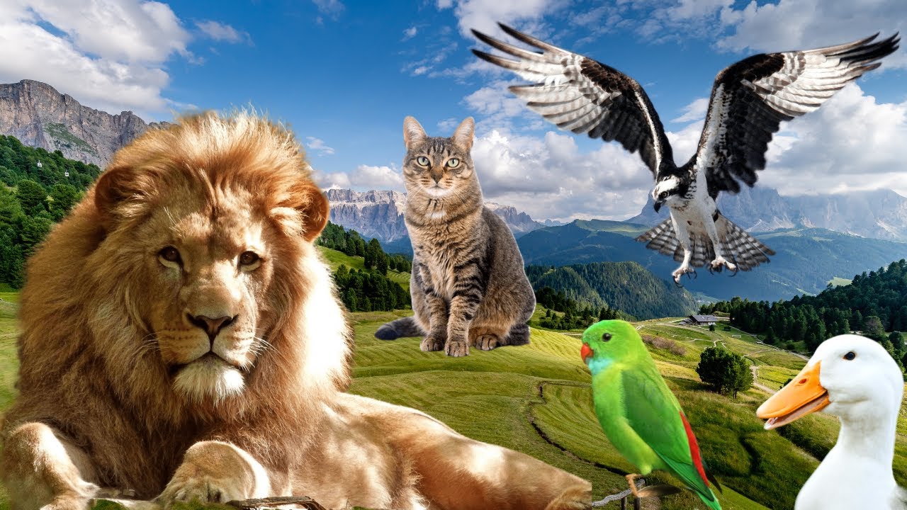 ZOO LIVE ANIMAL SOUNDS: Zebra, Peacock, Orangutan, Hyena, Parrot, Snake ...