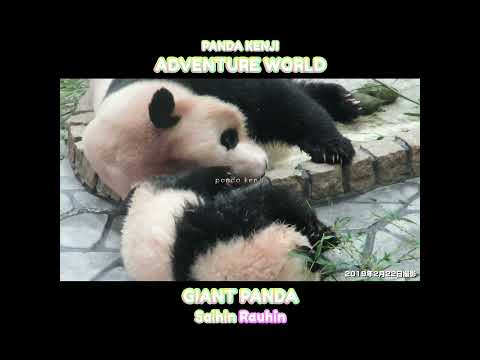 かまってちゃんが可愛い赤ちゃんパンダ♥ #彩浜 #良浜 #アドベンチャーワールド #shorts