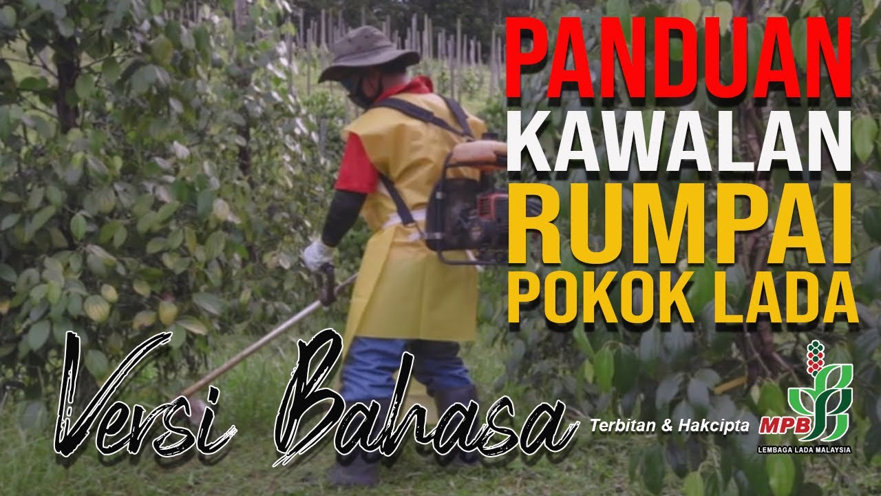 Panduan Kawalan Rumpai Pokok Lada - YouTube