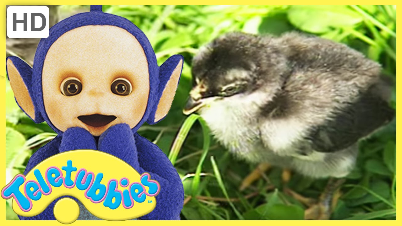 Teletubbies English Episodes - Chicks ★ Full Episode 228 | US - YouTube