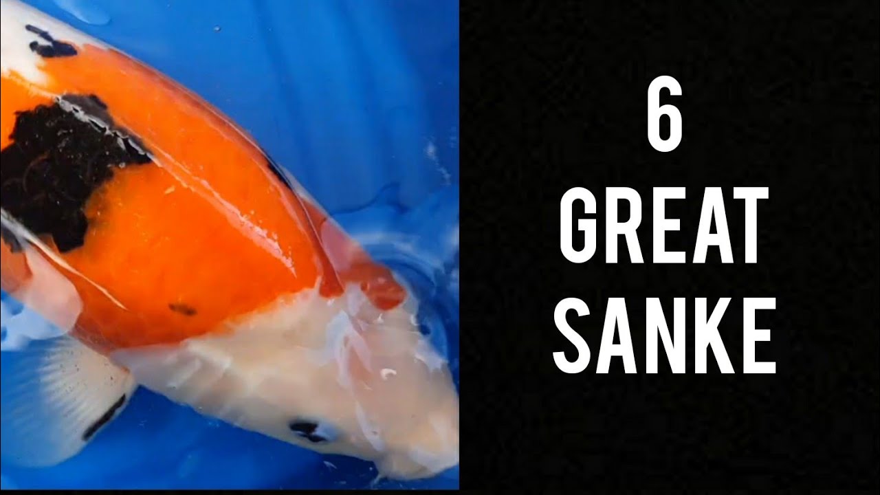 6 Great Sanke - YouTube