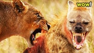 Leones vs Hienas Hiena Tratando de Comer León - YouTube