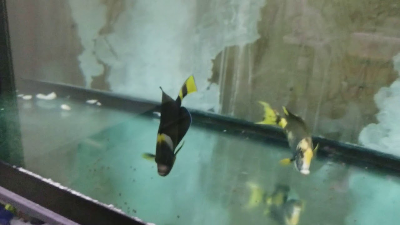 True Personifer Angel $1249 - Aussie - YouTube