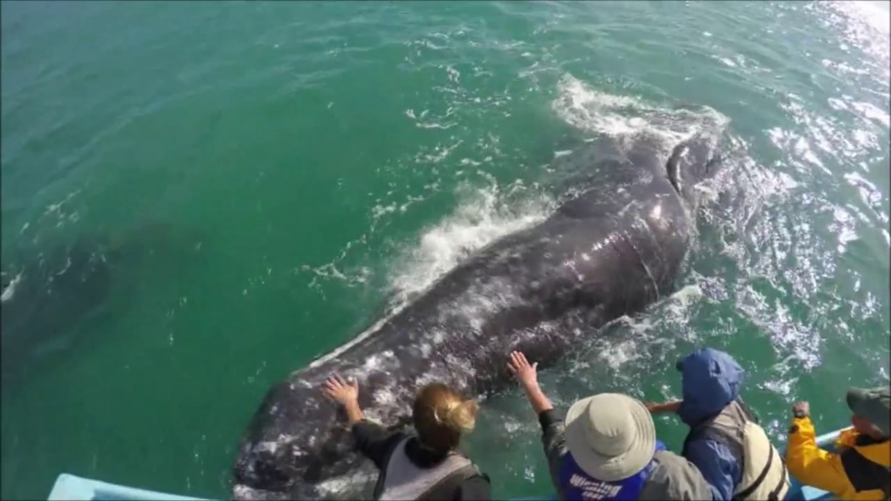 Kissing and touching Friendly Whales at San Ignacio - YouTube