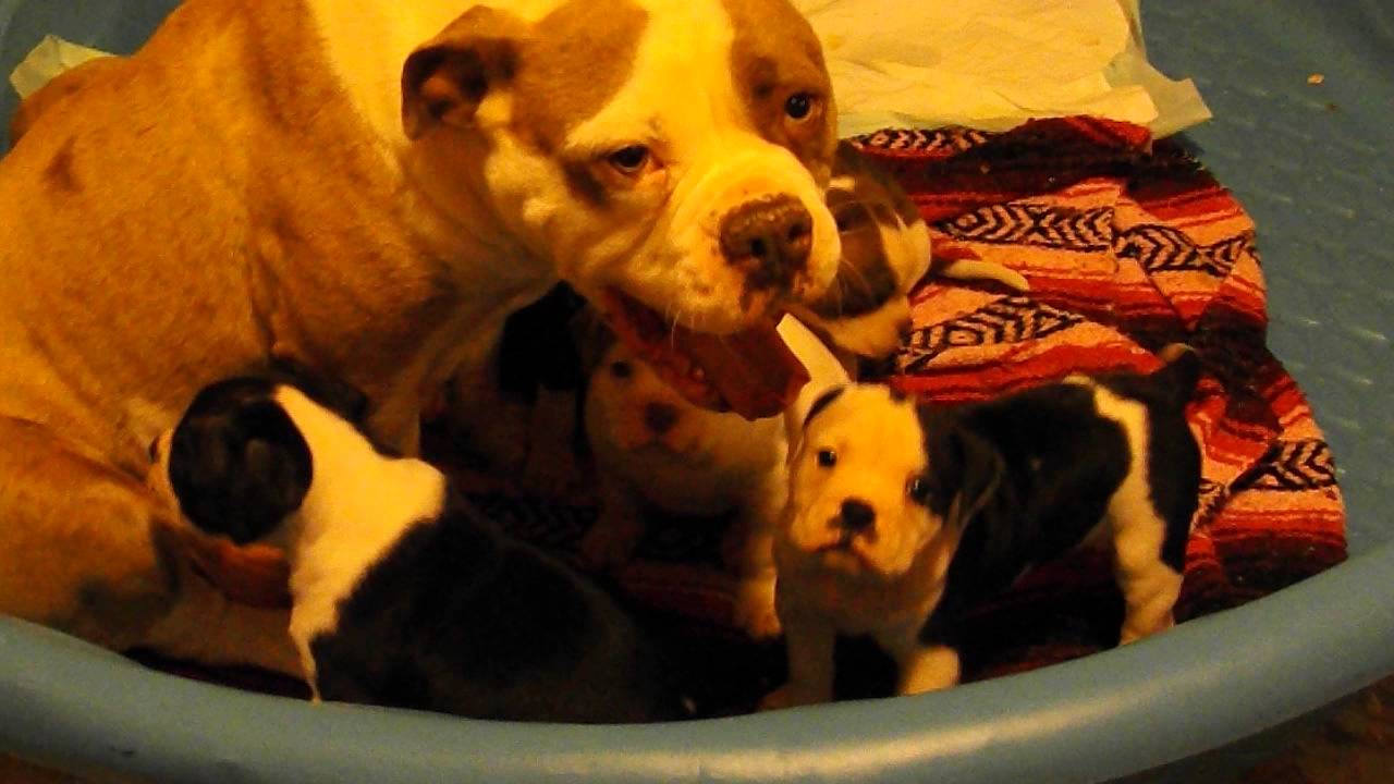 Alapaha Blue Blood Bulldog Pups 5 weeks - YouTube