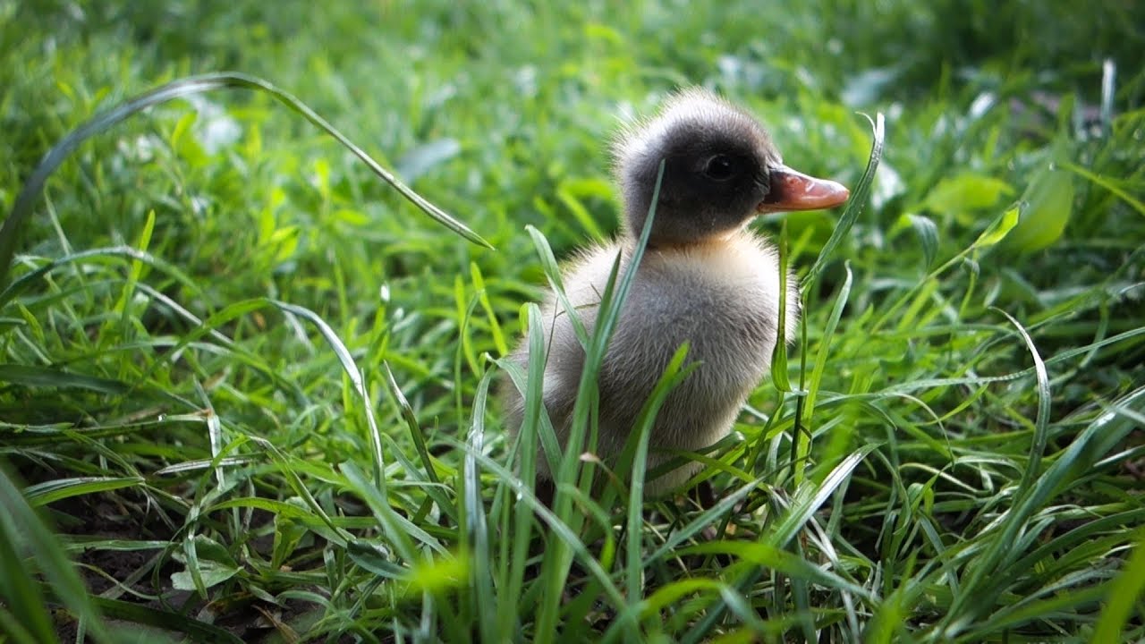 DUCKS WISDOM - YouTube