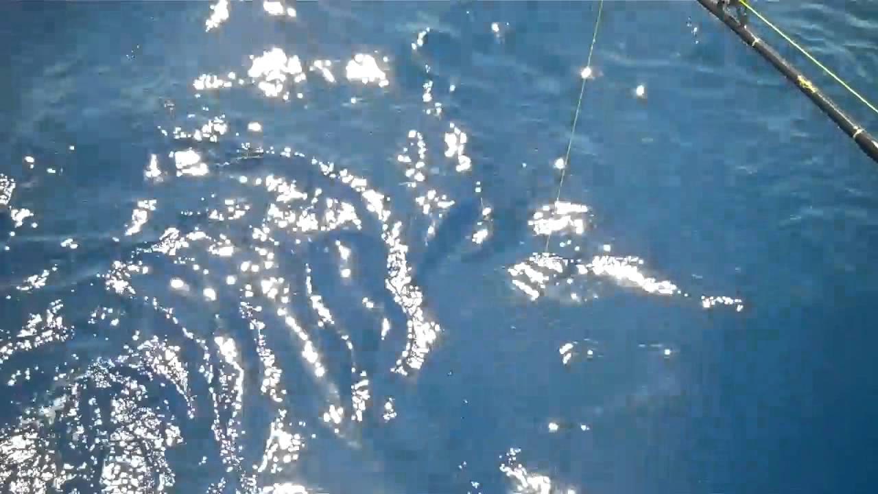 Little Abaco - Deep Drop & Yellow Eyed Snapper - YouTube