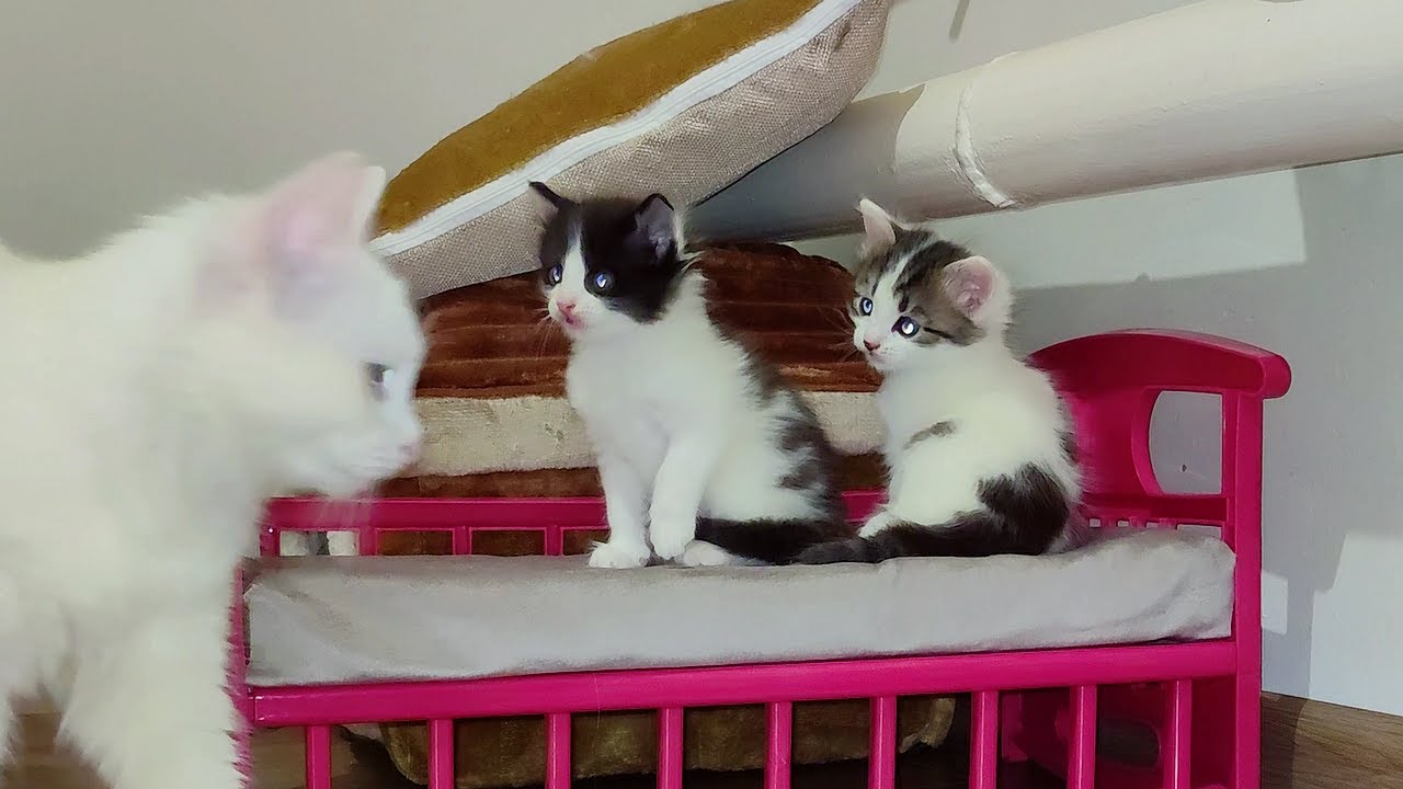 Mother cat is very happy for her cheerful kittens. Cheerful cat family ...
