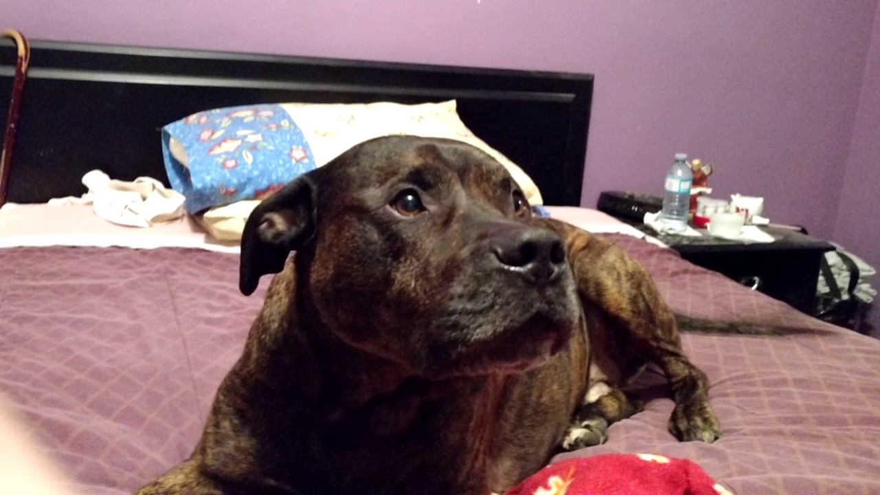 Nicky the Pit Bull - YouTube