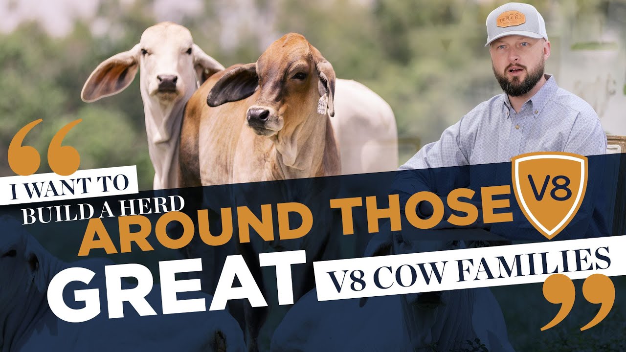 "I Want to Build a Herd Around Those Great V8 Cow Families" - Creating ...