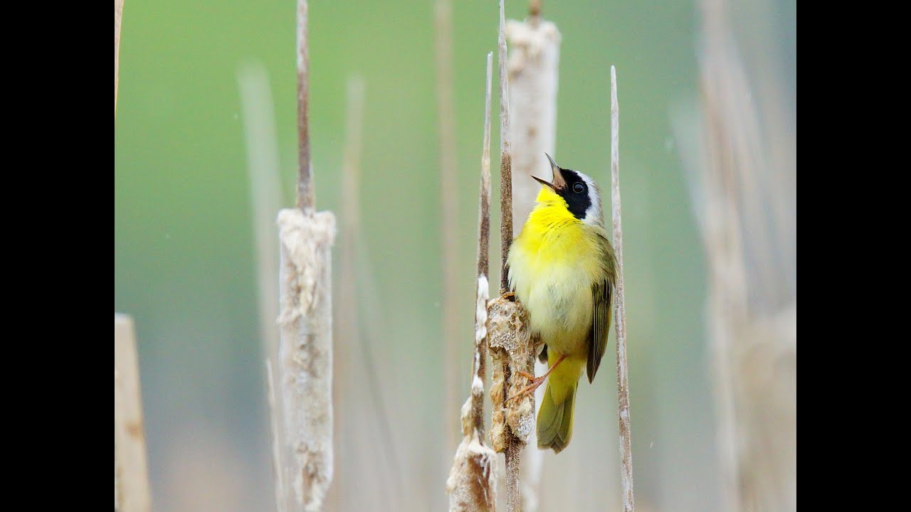 Birding Trip to Point Pelee National Park - YouTube