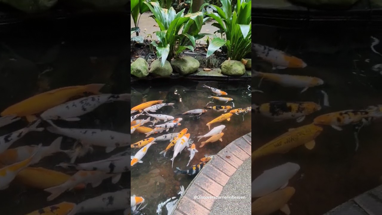 One Utama LG Rainforest 鲤鱼池 - YouTube