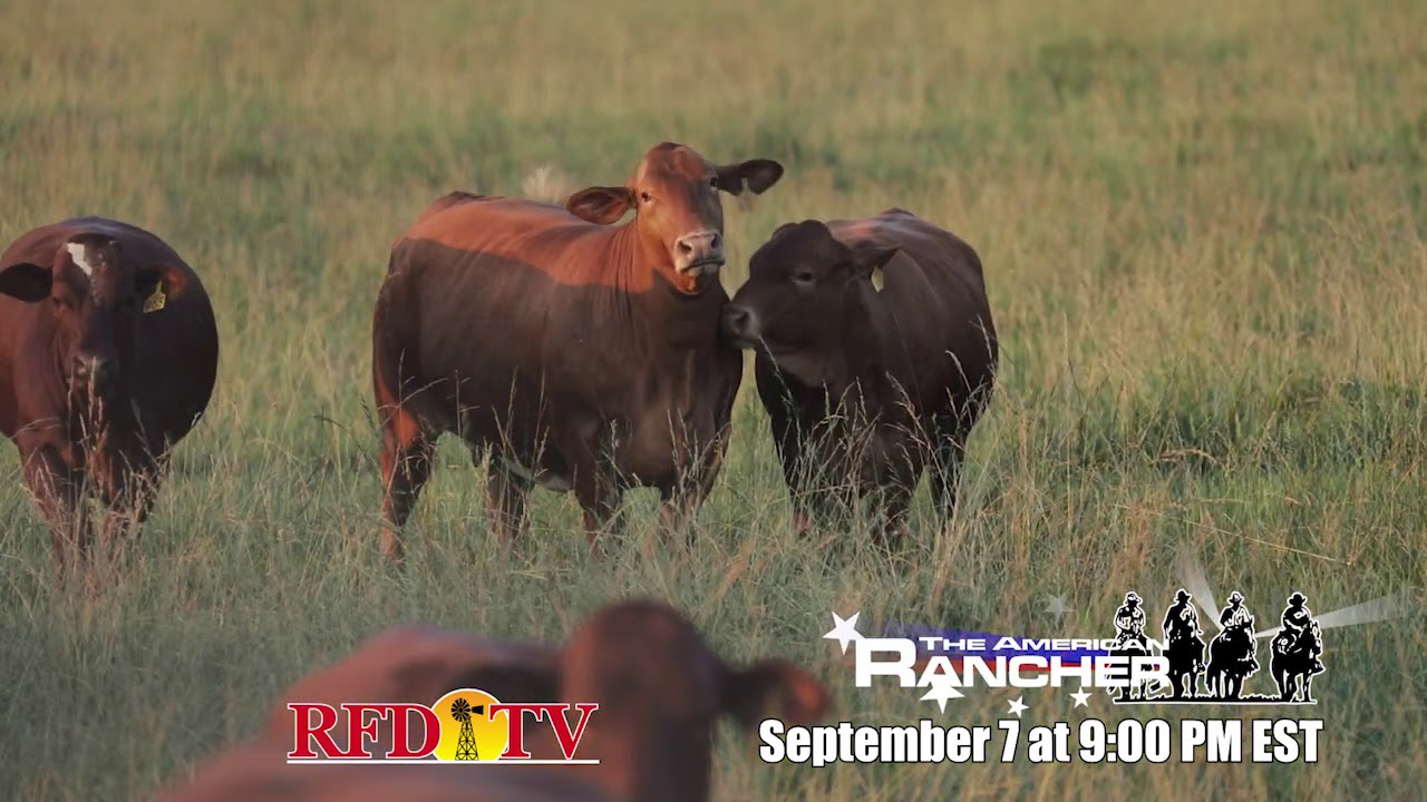 2020 Beefmaster American Rancher Promo - YouTube