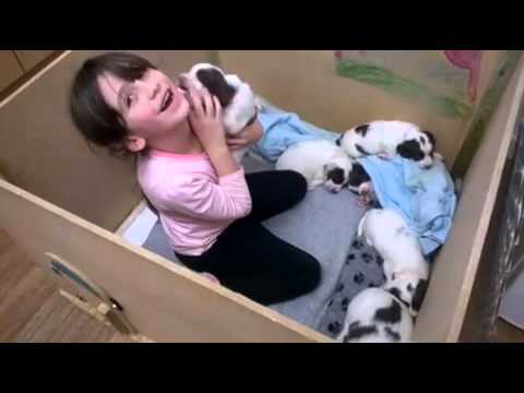 4 week old springer spaniel puppies!!!! - YouTube
