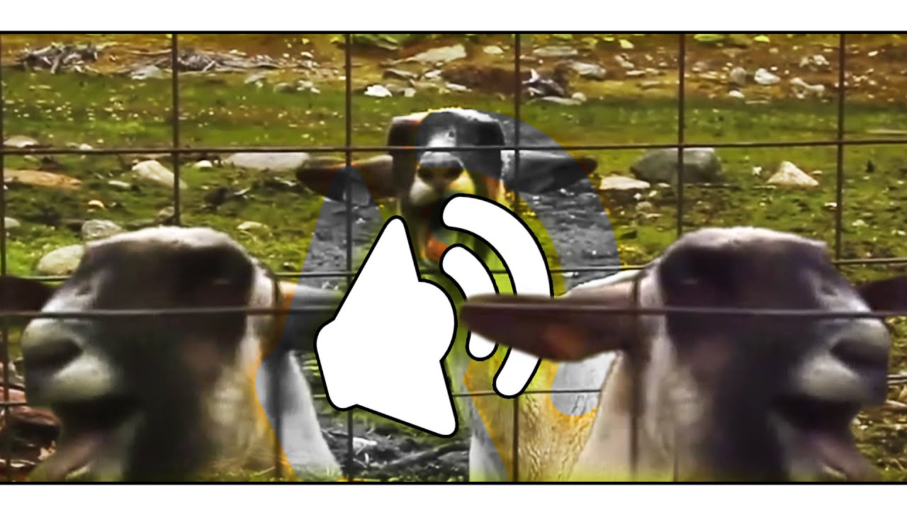 GOAT Scream Sound Effect - YouTube