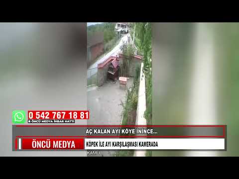 AÇ KALAN AYI KÖYE İNİNCE… KÖPEK İLE AYI KARŞILAŞMASI KAMERADA