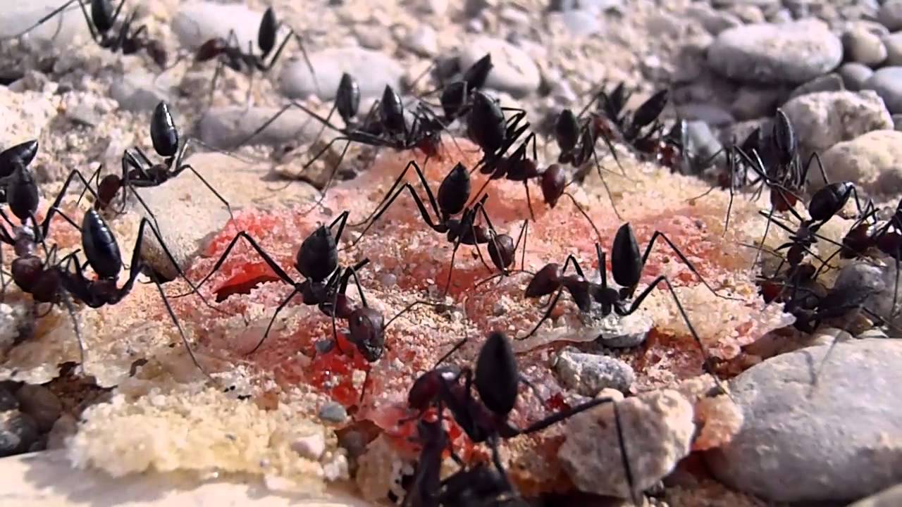 Ants in Afghanistan - YouTube