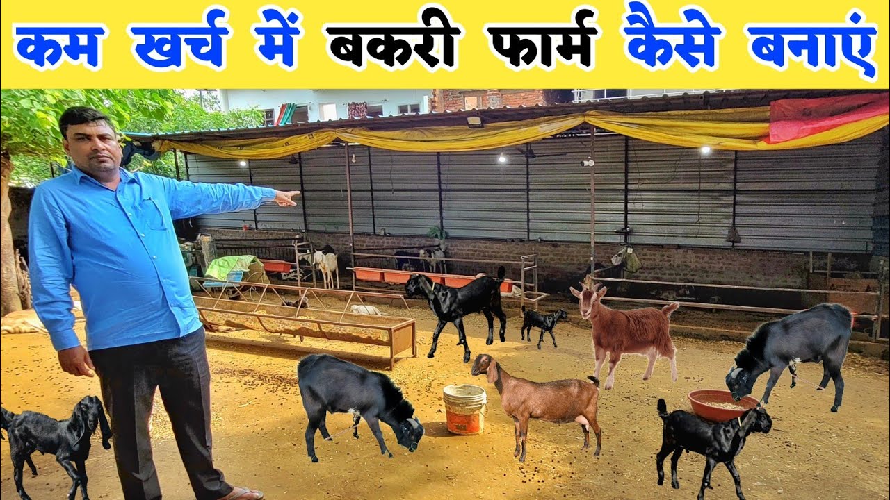 सुधीर सर से सीखिए बकरी फार्म कैसे बनाएं | Goat farm shed design | Goat ...