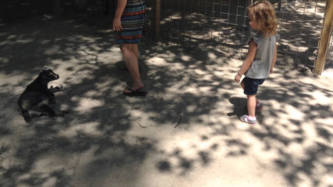 Cass Southwick Zoo Pet Goat - YouTube