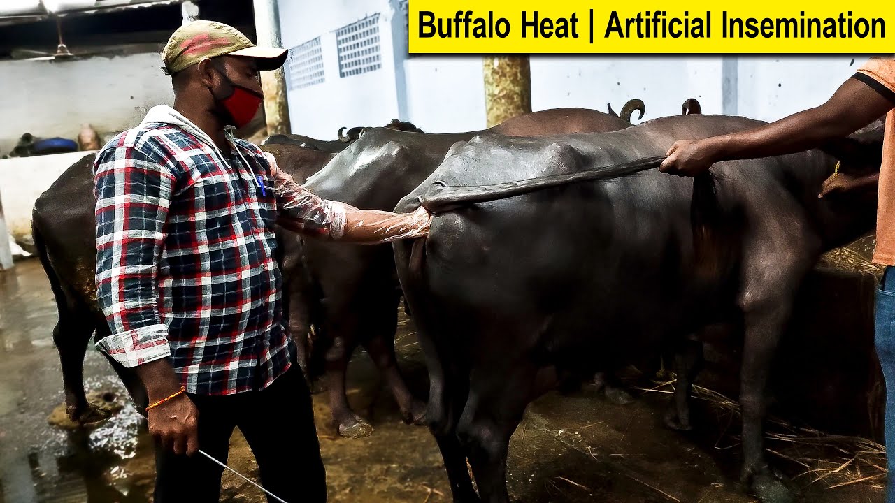Buffalo Heat | Bull Semen | Artificial Insemination of Cattle ...