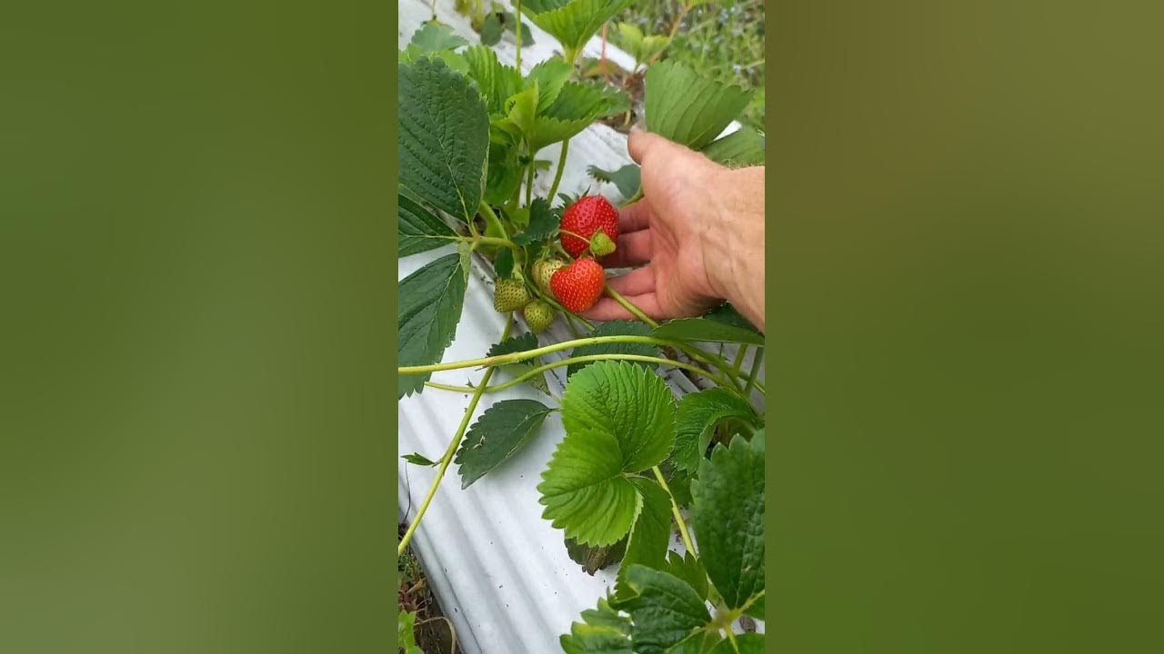 клубника 🍓 магнус начало созревания: конец июня, Беларусь - YouTube
