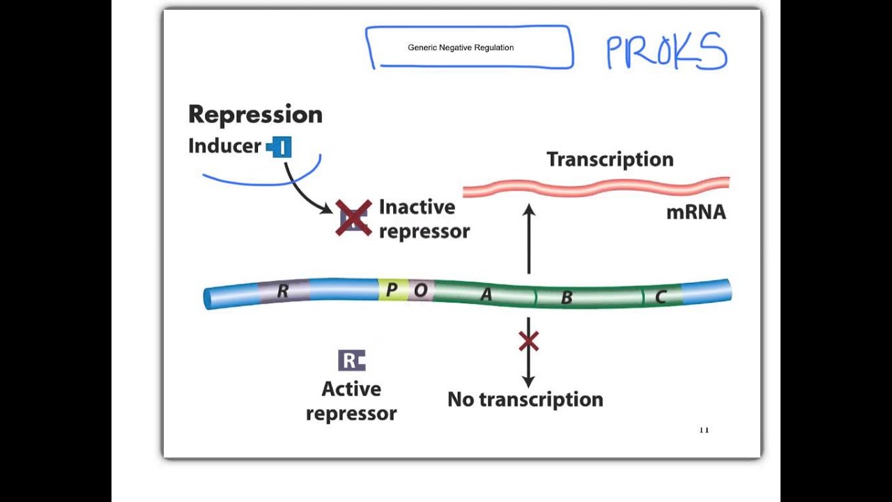 Biol 360 Tutorial General Positive Negative gene regulation - YouTube