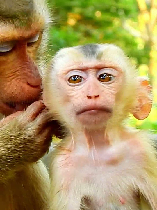 Very Kind sister help grooming skinny abandon monkey #shorts #monkeyvideo #monkeys #monkeylove ...
