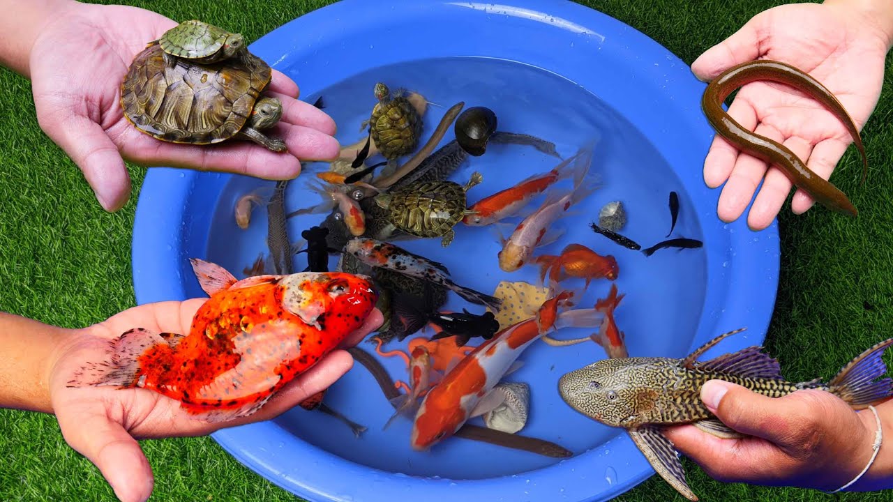 Tiger Fish Angelfish Ping Pong Turtle Catfish Eel Pleco Koi Carp Betta ...