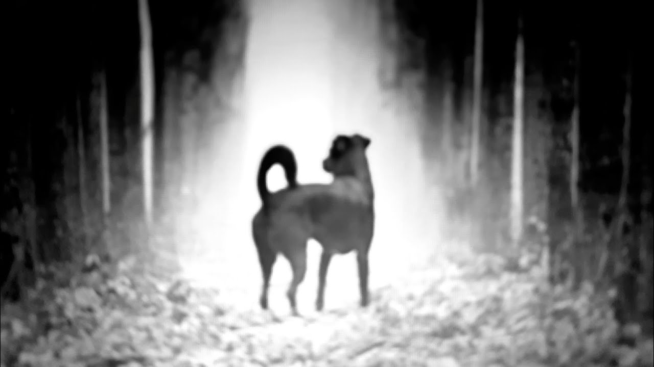 Fear Chronicles, "Ghost Dog" Halloween Series - YouTube