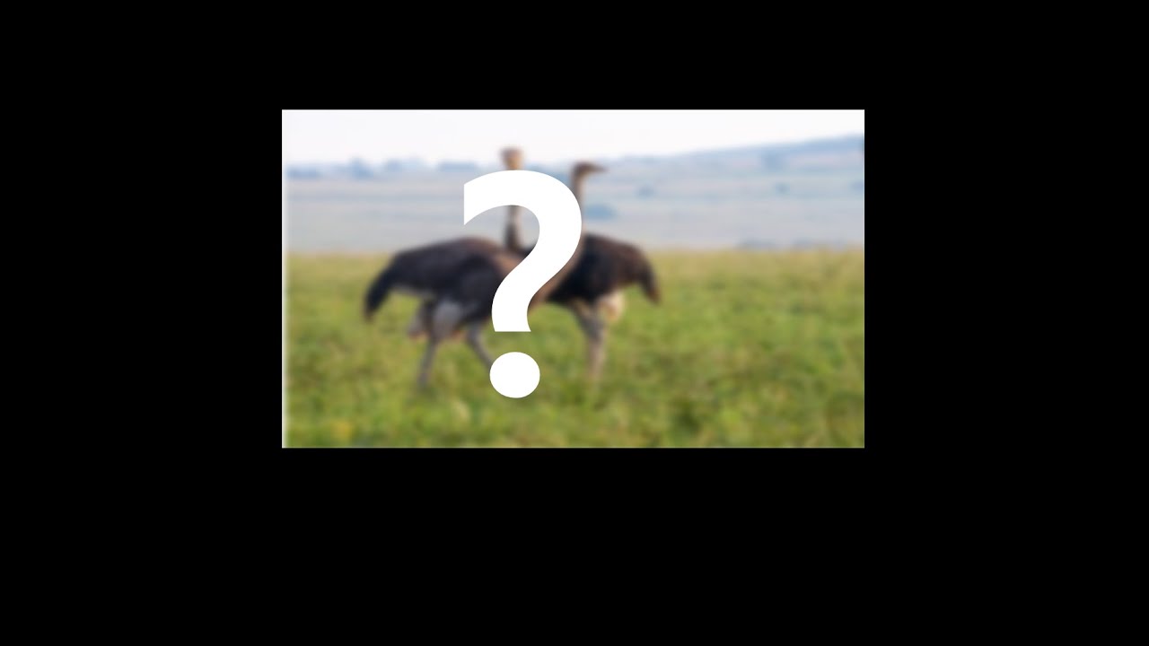 The most visible animal on Earth - YouTube
