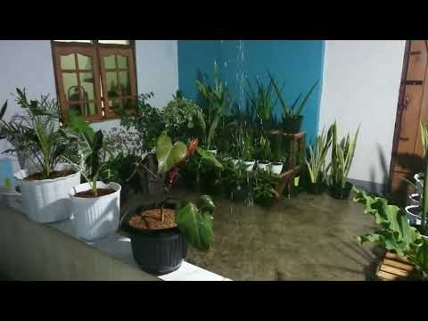Sansevieria Basah Basahan Lagi. Kali ini Diguyur Hujan Deras, Busuk Gak ya?