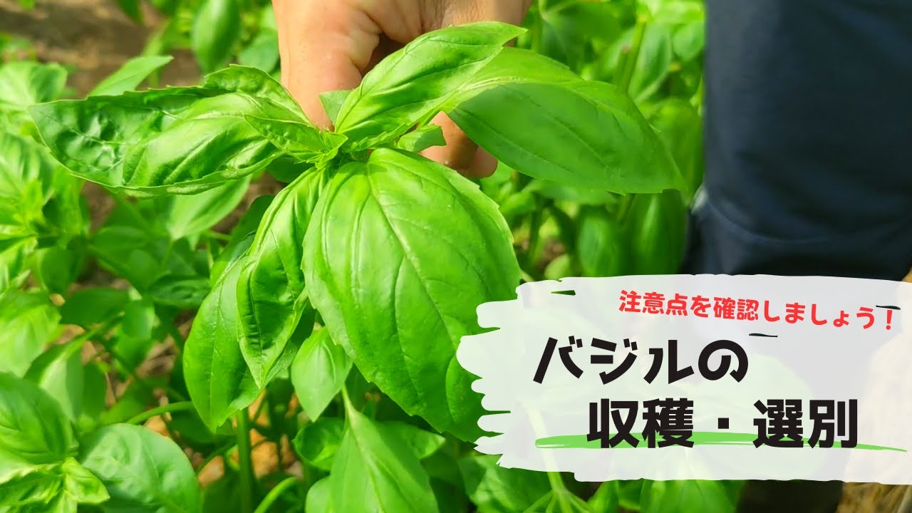 【農家必見】バジルの収穫・選別のやり方 - YouTube