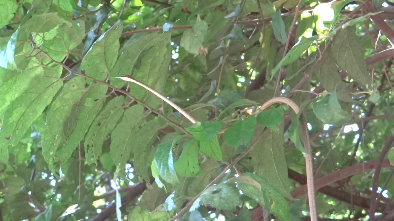 Oxybelis aeneus (Mexican Vine Snake or Brown Vine Snake - Bejuquilla ...